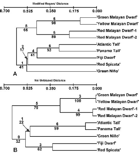 A B Upgma Dendrograms Based On Genetic Distances Between Coconut