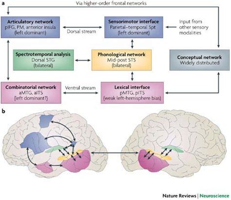 The Dorsal Pathway — Brain And Language