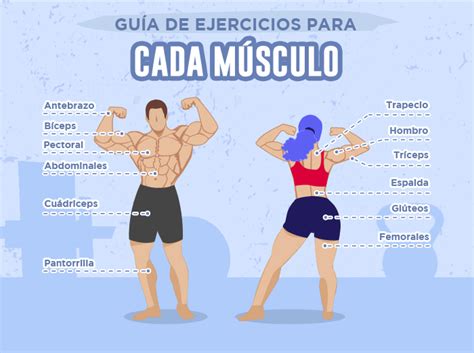 La Guia De Ejercicios Por Músculo De Cuerpo Más Completa Donde Te Mostr