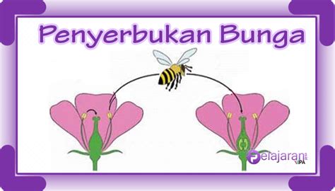 Contoh Gambar Bunga Penyerbukan Sendiri 56 Koleksi Gambar