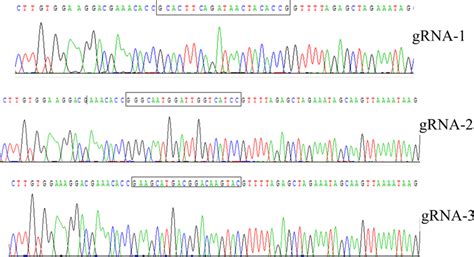 The Sanger Sequencing Results Confirmed That The Three Grnas Were