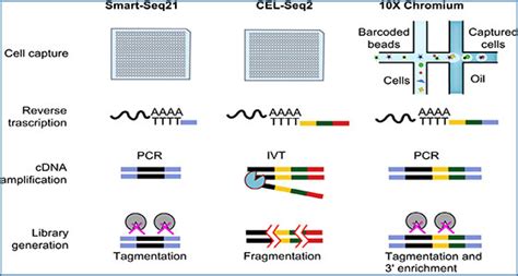 Single Cell Genomics And Spatial Transcriptomics Applied To Liver