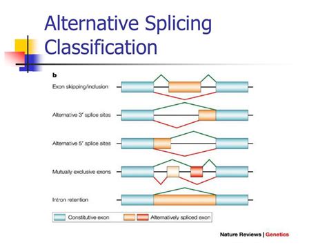 Ppt Discovery The Relationship Between Single Nucleotide Polymorphism