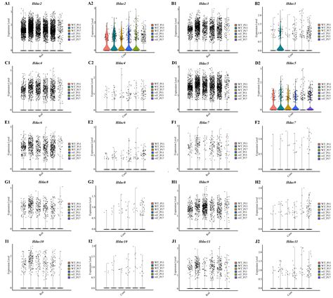 Hdac Inhibition Delays Photoreceptor Loss In Pde6b Mutant Mice Of