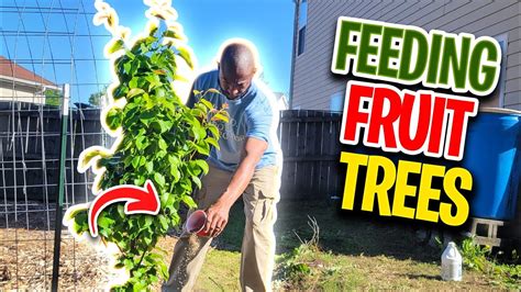 When And How To Fertilize Fruit Trees Youtube
