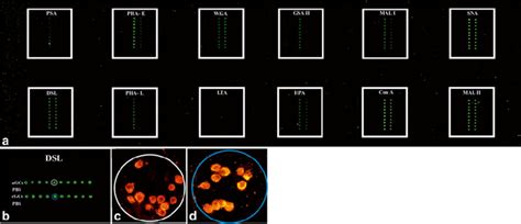 A Raw Signals Of Lectin Based Cell Microarray Analysis Of Uncultured