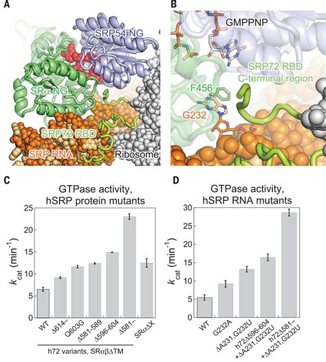 Structure Of A Prehandover Mammalian Ribosomal Srp·srp Receptor
