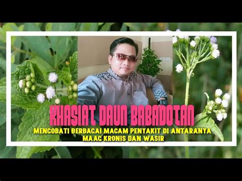 Ketahui 7 Manfaat Daun Babadotan Untuk Asam Lambung Yang Bikin Kamu