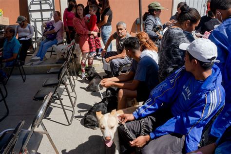 Con Jornadas De EsterilizaciÓn En ChimalhuacÁn Buscan Disminuir La