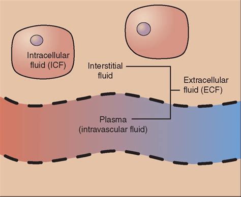 How Does The Intracellular Fluid Compartment Differ From The