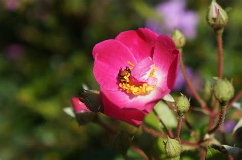 Images Gratuites Paysage La Nature Fleur Pétale Tulipe