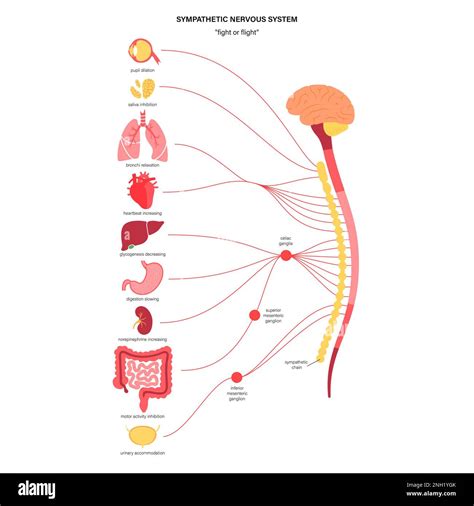 Sympathetic Nervous System Function A Diagrammatic Il