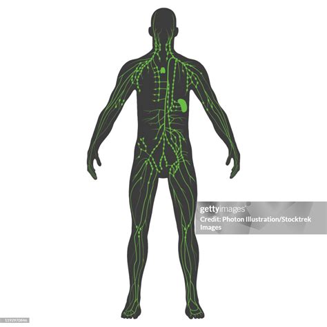 Anatomy Of The Lymphatic System High Res Vector Graphic Getty Images