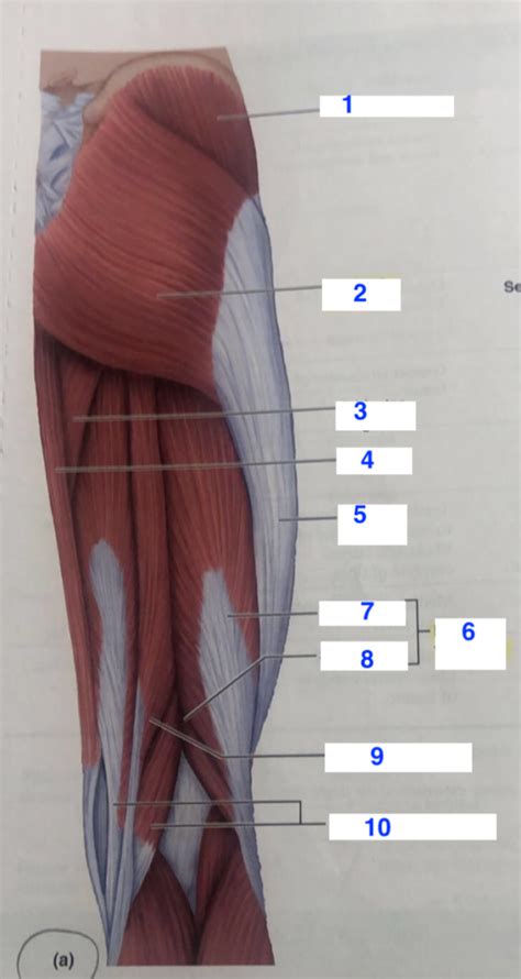 Muscles Of Posterior Aspects Of Right Hip And Thigh Anatomy Diagram