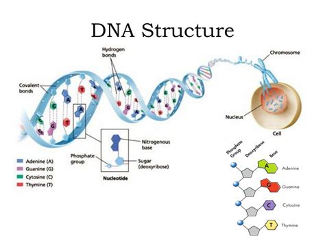 Ppt Discovery Of Dna Powerpoint Presentation Free Download Id 4655419