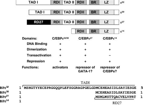 Figure 1 From Human C Ebp Activator And Repressor Isoforms