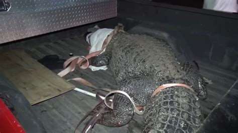Caught On Camera Man Spots 11 Foot Alligator Roaming In Missouri City