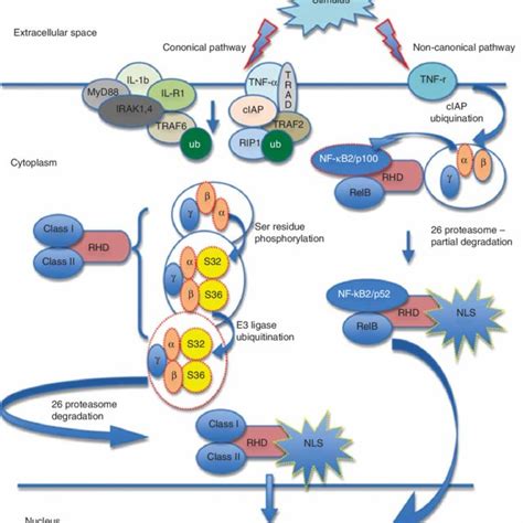Schematic Representation Of The Nf Kb Complex Download Scientific