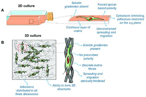 Comparison Between 2d Cell Culture A And 3d Cell Culture B Cells
