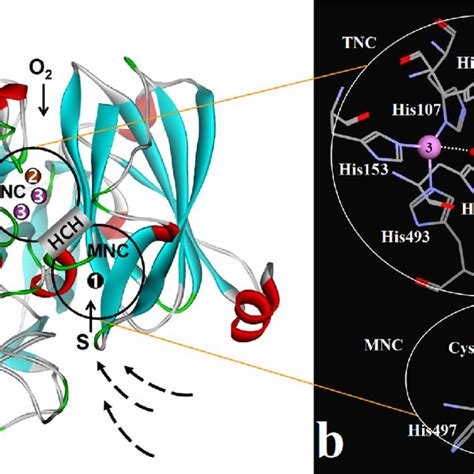 Schematic Representation Of Laccase Catalyzed Oxidation And The