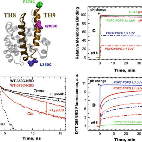 11 A Crystallographic Structure Of The Diphtheria Toxin T Domain In