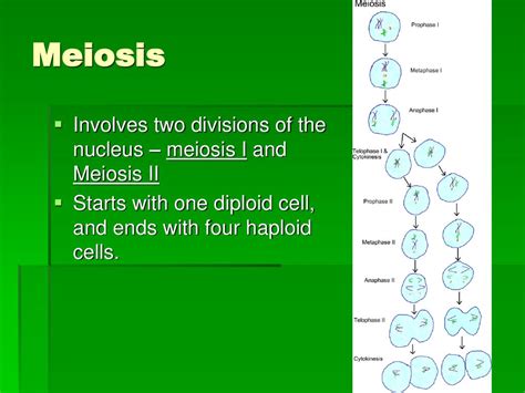 Meiosis Is A Form Of Cell Division That Halves The Number Of