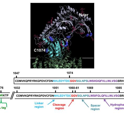 A Three Dimensional Cryo Electron Microscopy Structure Of The Rabbit