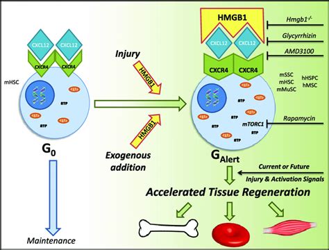 Schematic Of Accelerated Tissue Regeneration Pathway Via The Dynamic