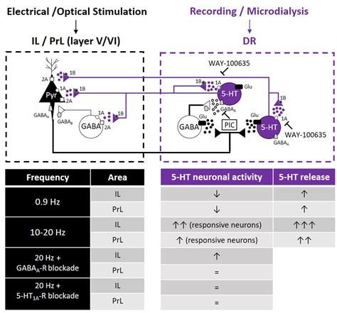 Ijms Free Full Text Differential Modulation Of Dorsal Raphe