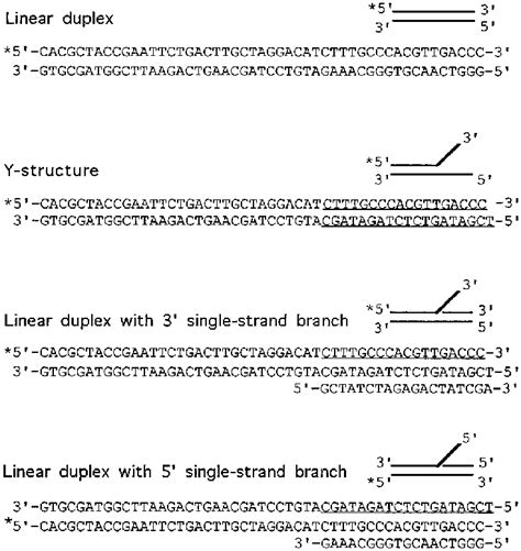 Oligonucleotide Substrates Oligonucleotide Substrates Were Prepared As