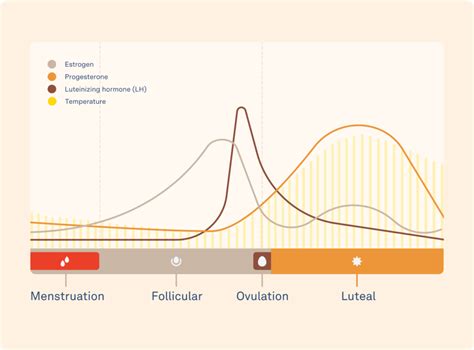 How Your Menstrual Cycle Impacts Your Entire Body The Pulse Blog