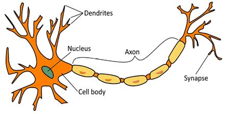 1 Illustration Of A Biological Neuron And Its Main Components