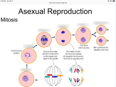 Mitosis Diagram Quizlet