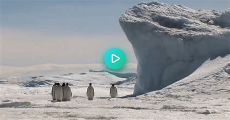 Who Doesnt Like A Penguin   On Imgur