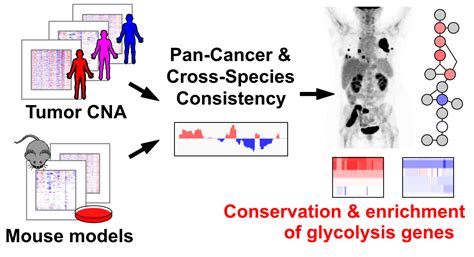 Human And Mouse Cancer Genome Copy Number Alteration Cna Conservation