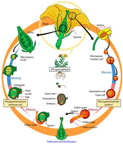 9 22 Angiosperm Life Cycle Biology Libretexts