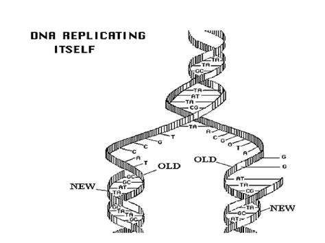 Meiosis Dna Structure And Mutations Ppt Download