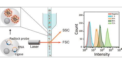 Single Cell Rna Expression Analysis Using Flow Cytometry Based On