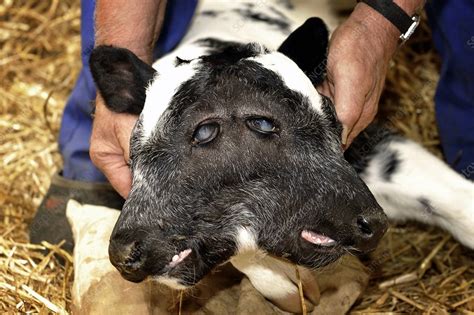 two headed calf belgium stock image c009 1633 science photo library