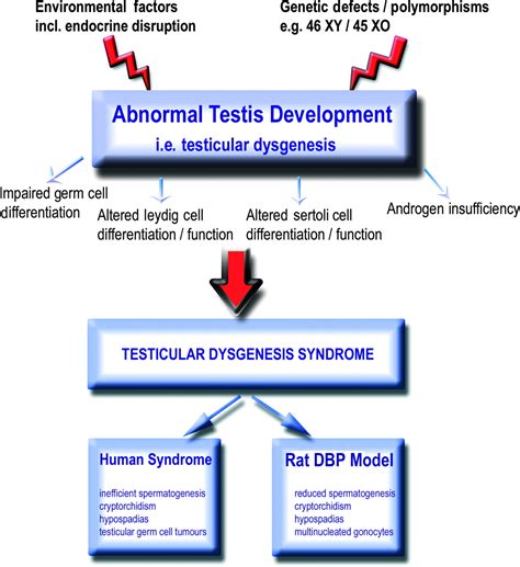Environmental Anti Androgens And Male Reproductive Health Focus On