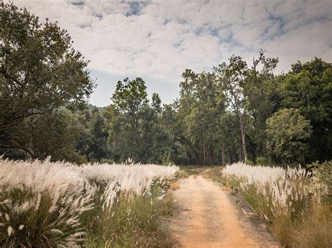 Travel Guide To Bandhavgarh Tiger Safari In Bandhavgarh