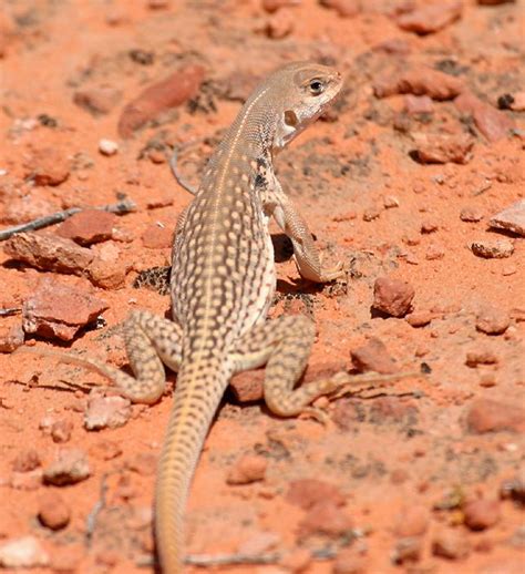 Desert Iguanas Reptile Forums