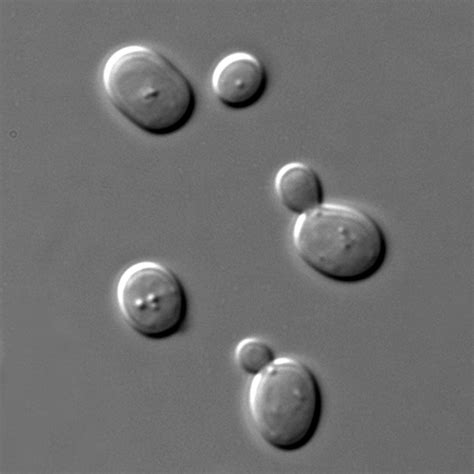 Saccharomyces Cerevisiae Nedir Bilgiustam