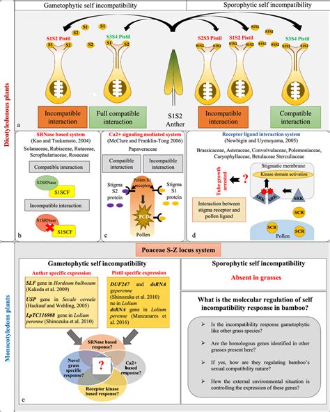 Schematic Representation Of Sexual Compatibility And The Underlying