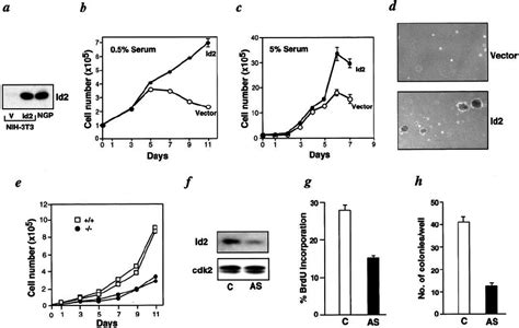 Id2 Transforms Nih 3t3 And Is Required For Cell Proliferation In Normal