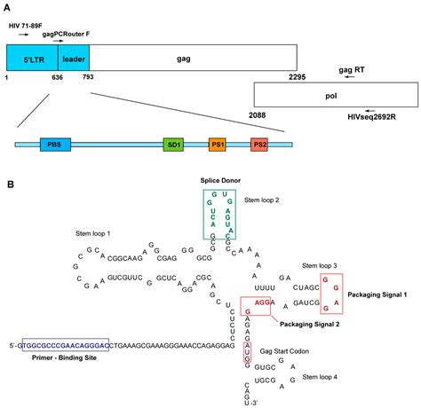 viruses free full text hiv 1 subtypes and 5 ltr leader sequence