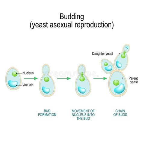 Example Of Budding Reproduction