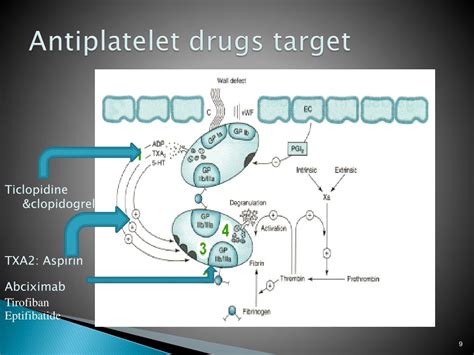 Ppt Anti Platelet Drugs Powerpoint Presentation Free Download Id