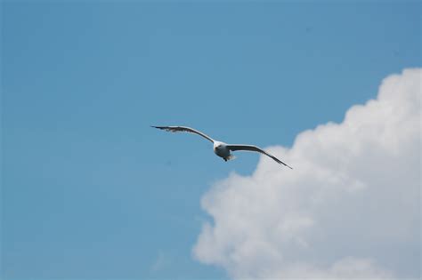 Free Images Bird Wing Sky Seabird Fly Seagull Gull Flight
