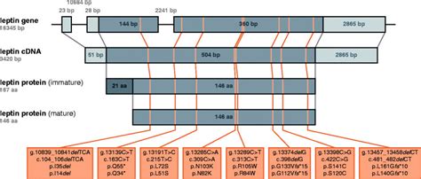 Overview Of Human Leptin Mutants Mapping Of The Eight Distinct Human